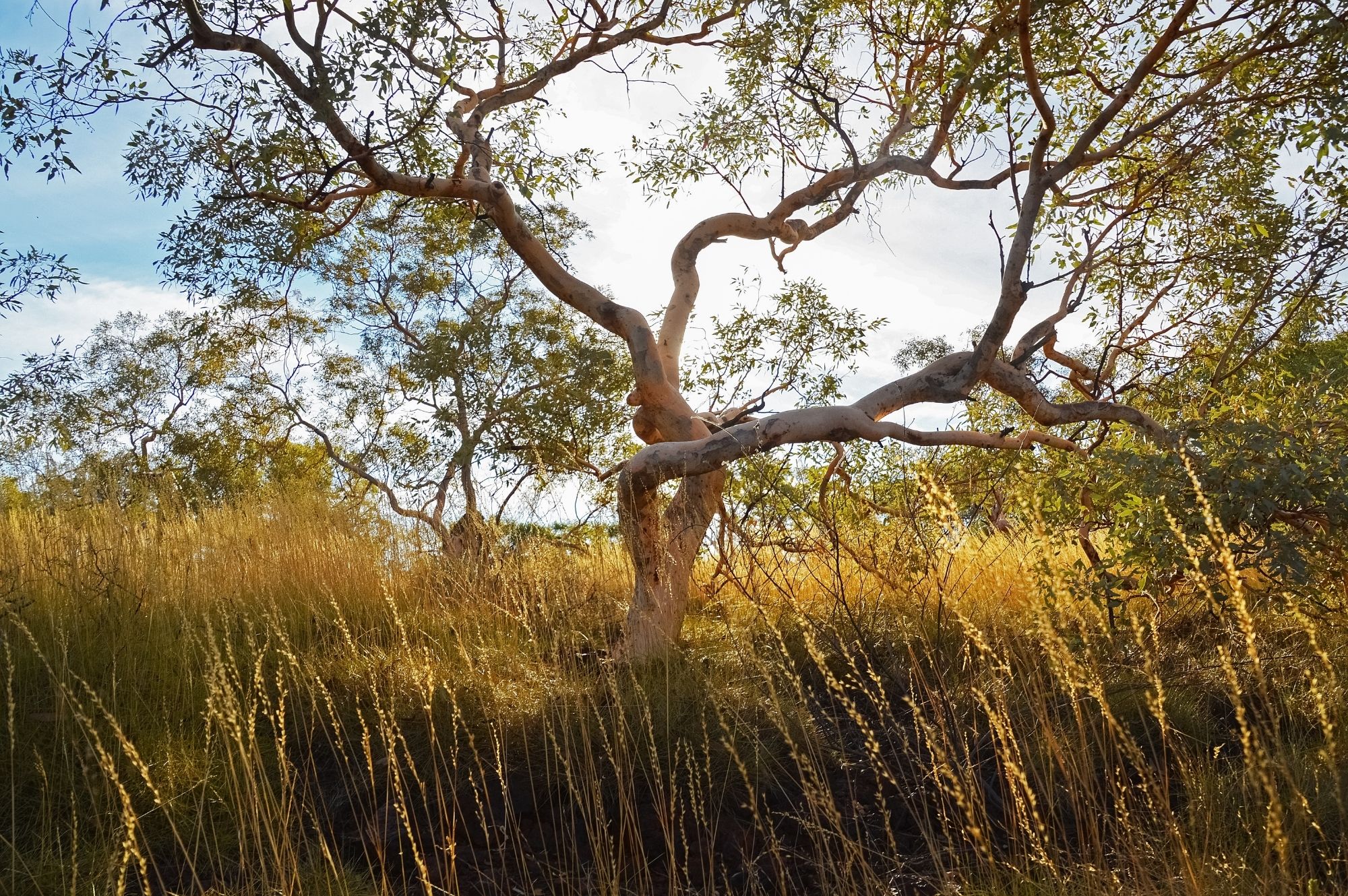 One of Earth's last great savannas is here - Environmental Justice ...