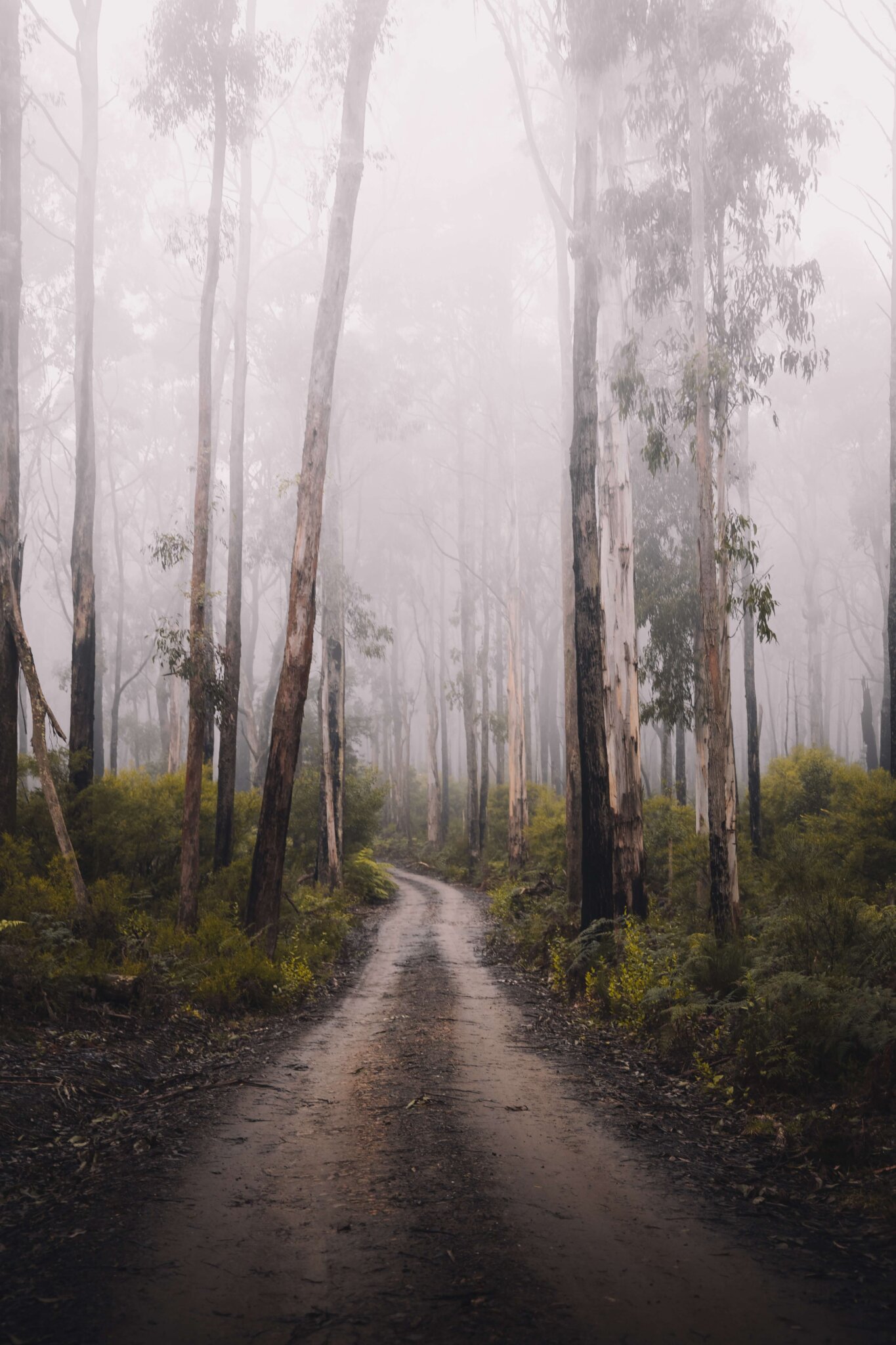 Community legal guide for forest protectors in Victoria - Environmental ...
