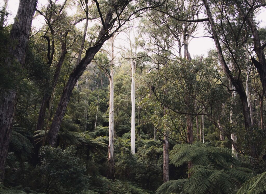 One year later: Has native forest logging really stopped in Victoria ...