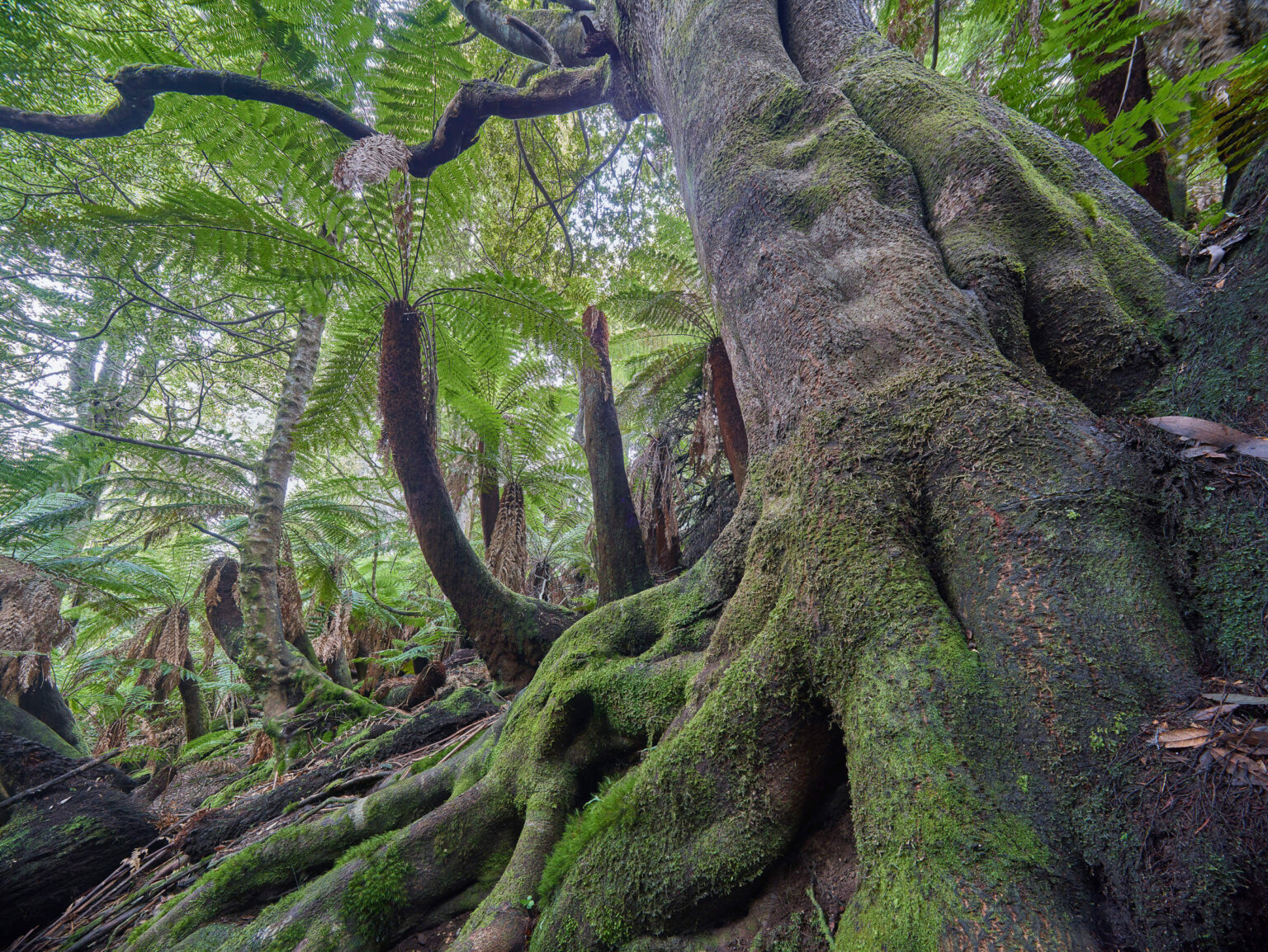Explainer: How does the EPBC Act work? - Environmental Justice Australia