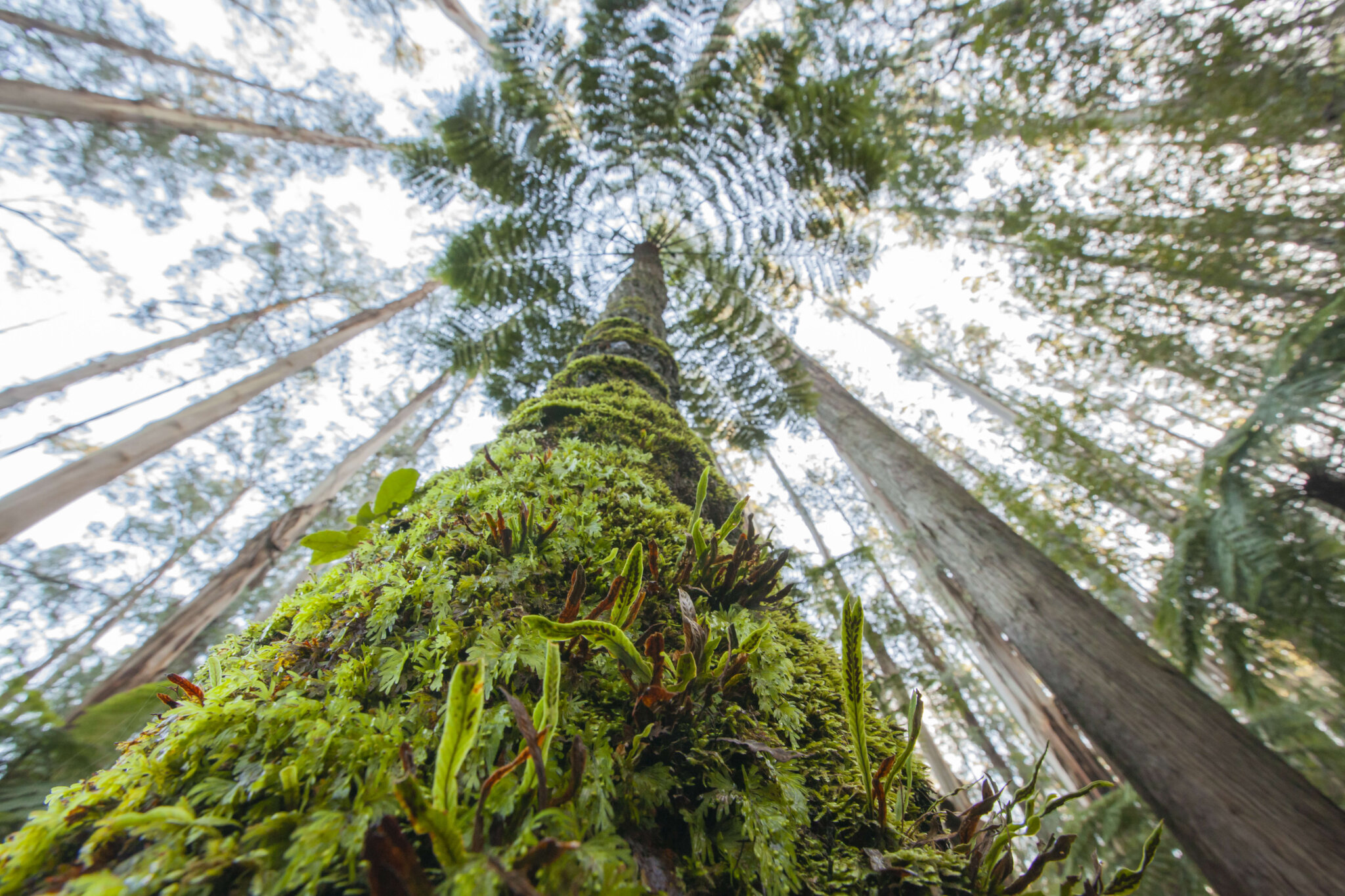 Defending native forests - Environmental Justice Australia