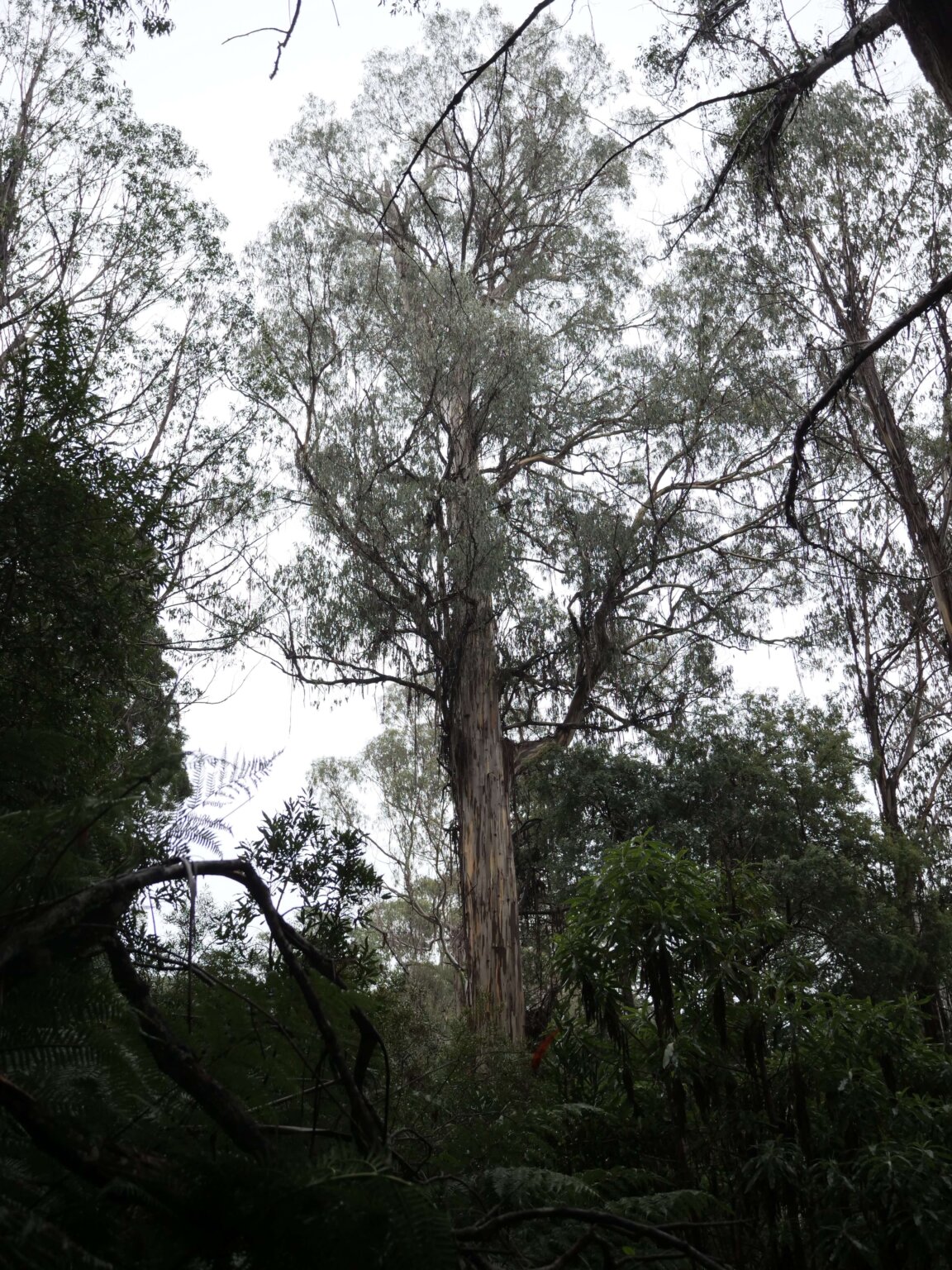 Saving East Gippsland’s Old Growth Forest - Environmental Justice Australia
