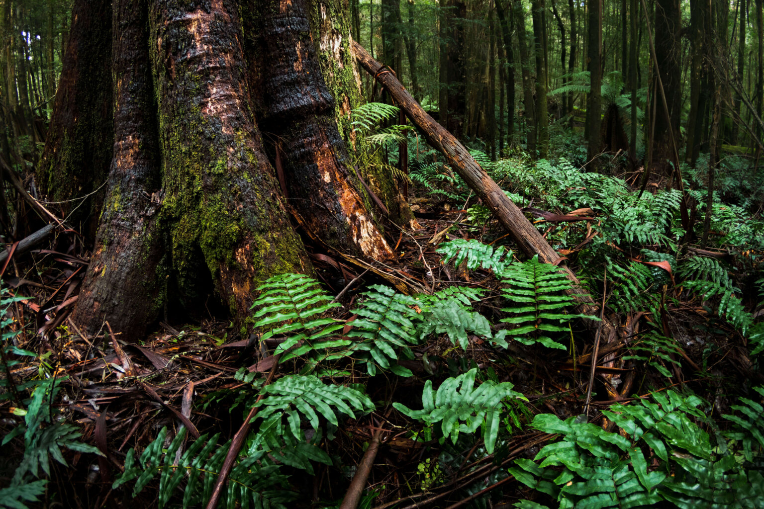 The old-growth forest case - Environmental Justice Australia