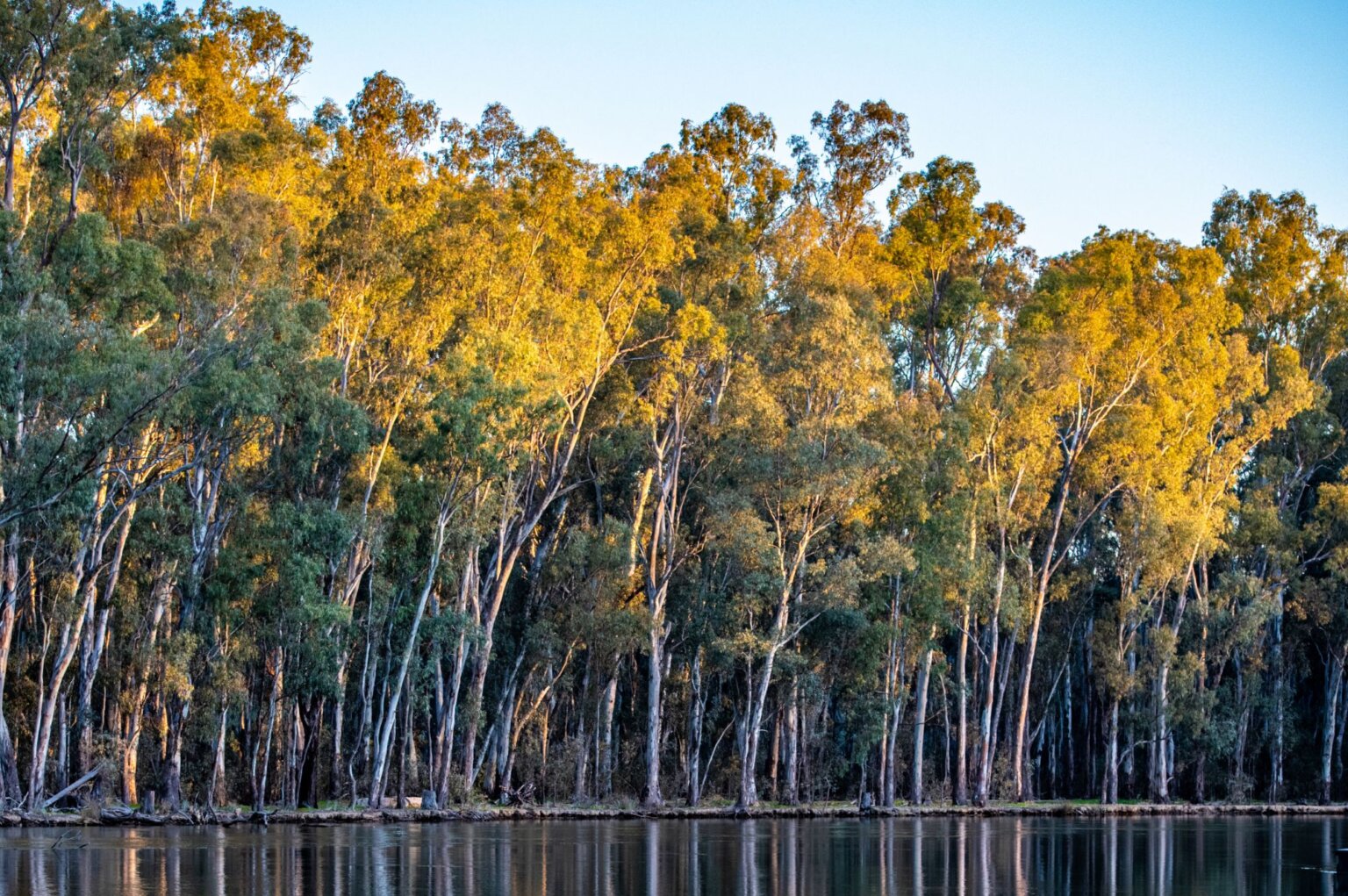 The mighty Murray - Environmental Justice Australia