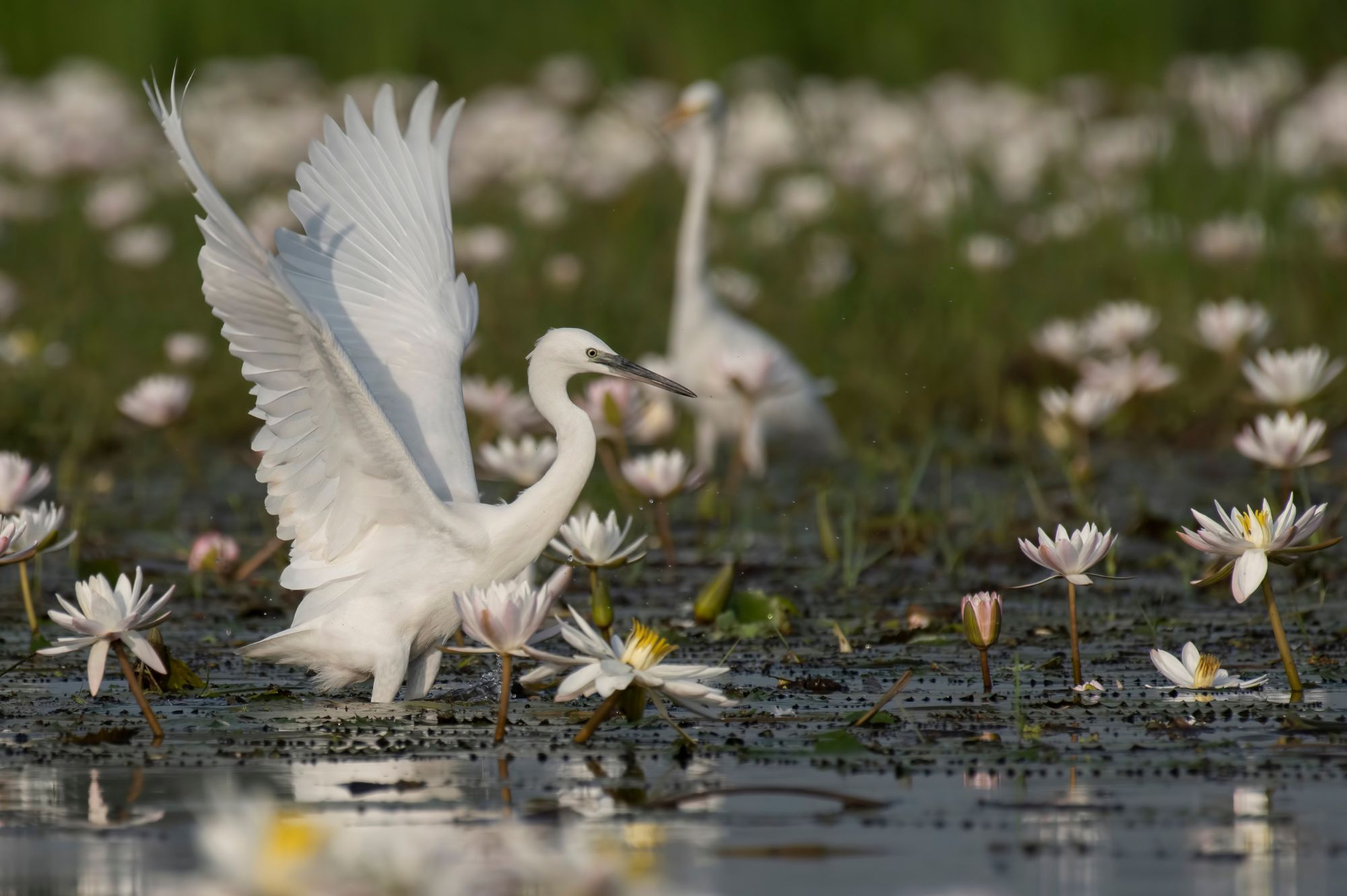 The mighty Murray - Environmental Justice Australia