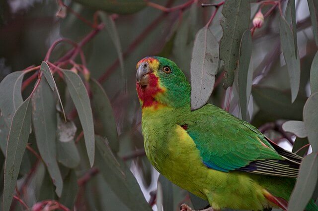 Swift Parrot fate in hands of the Senate - Environmental Justice Australia