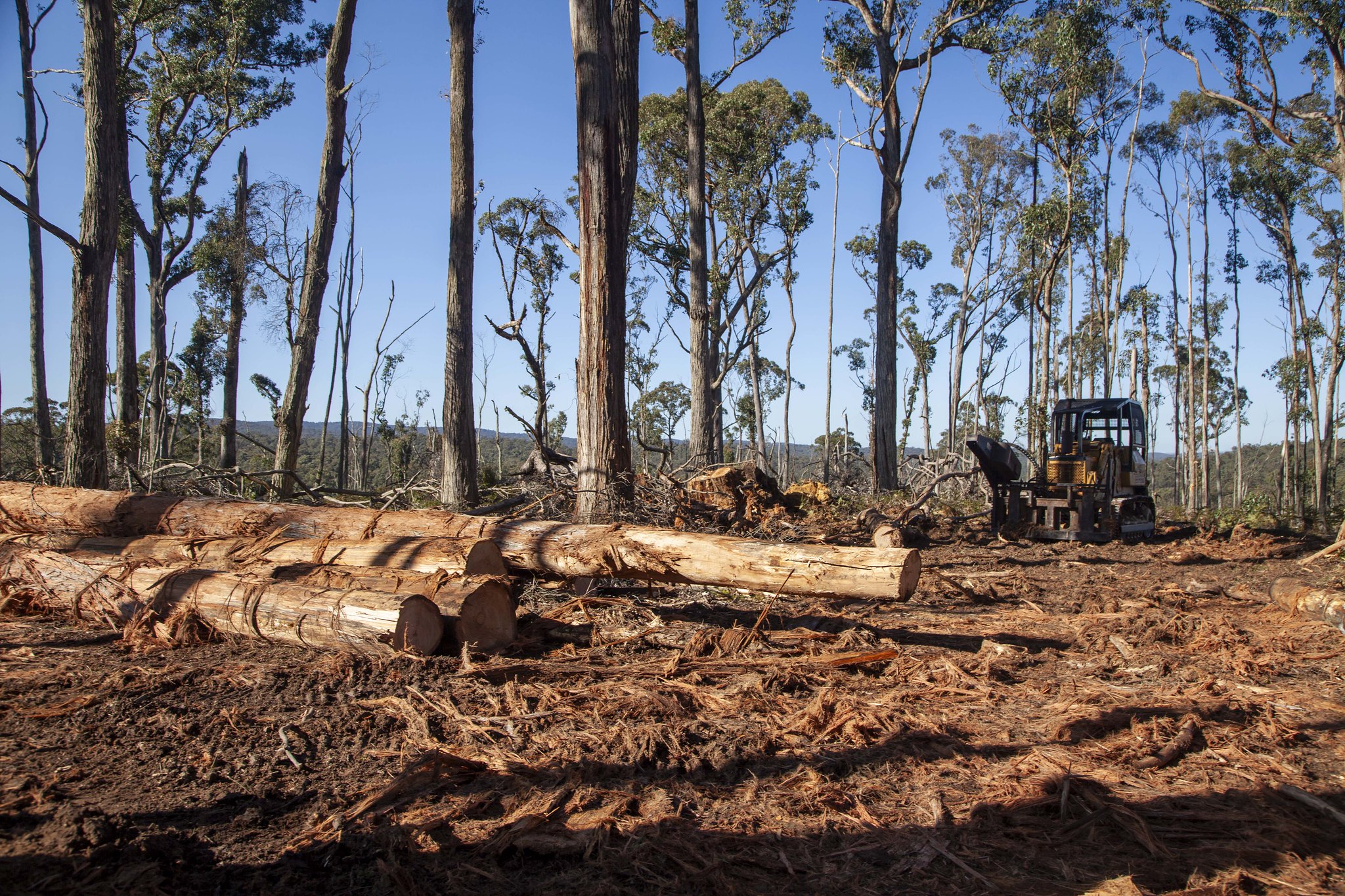 The end of VicForests - Environmental Justice Australia