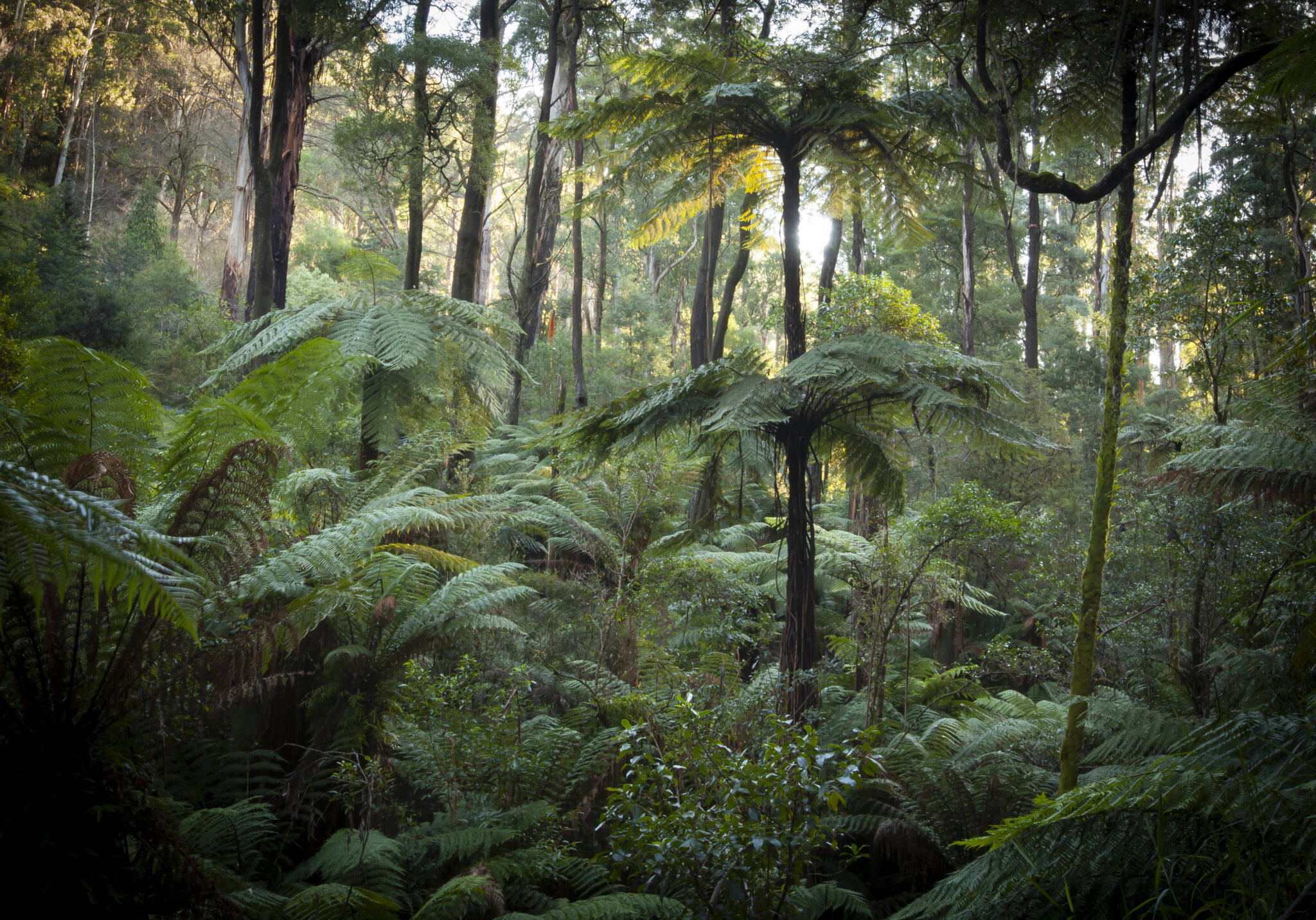 The end of VicForests - Environmental Justice Australia