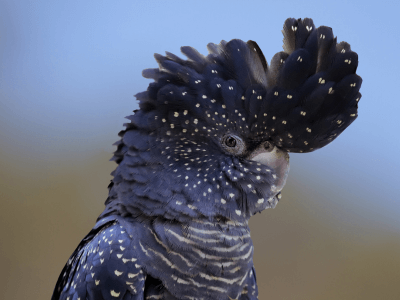 Our people - Environmental Justice Australia